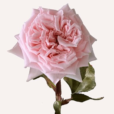 Celdomy - Trader featured on Thursd