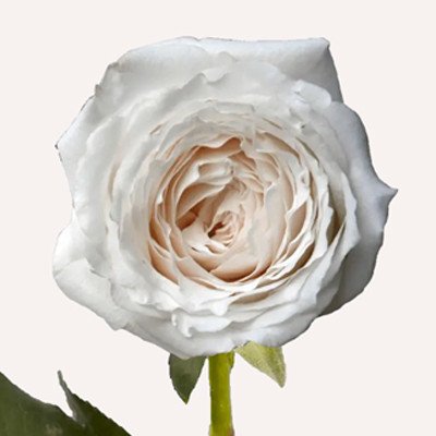 Rose Princess Miyuki