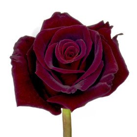 Rose Black Baccara