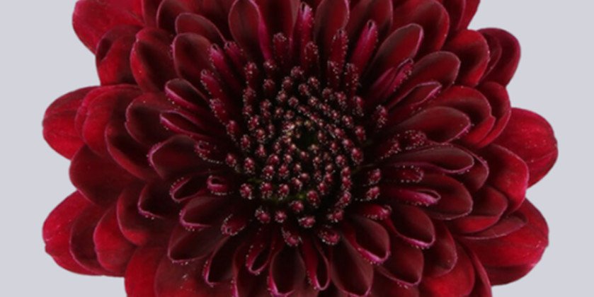 Chrysanthemum Santini Jinda Red