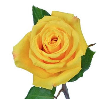 Rosaprima - Grower featured on Thursd