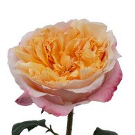 Flower Vision Southampton