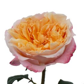 Flower Vision Southampton