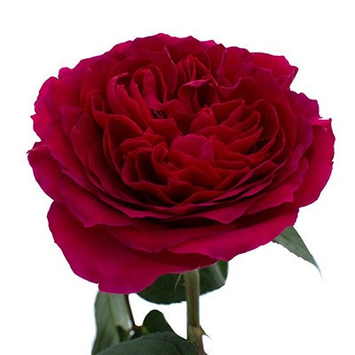 Flower Vision Southampton