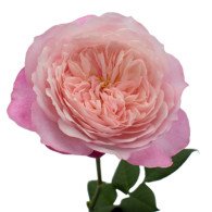 Mayesh Wholesale - Los Angeles Flower Market