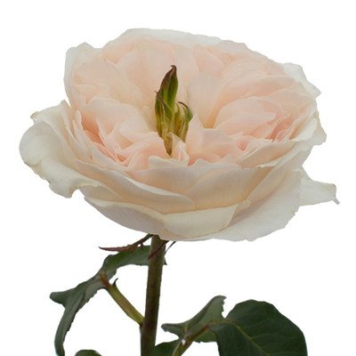 Celdomy - Trader featured on Thursd