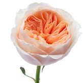 Flower Vision Southampton