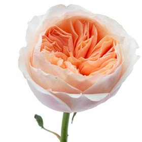 Mayesh Wholesale - Los Angeles Flower Market