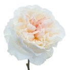 Flower Vision Southampton