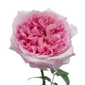 Flower Vision Southampton