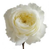 New Covent Garden Market - Trader on Thursd