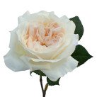 Celdomy - Trader featured on Thursd