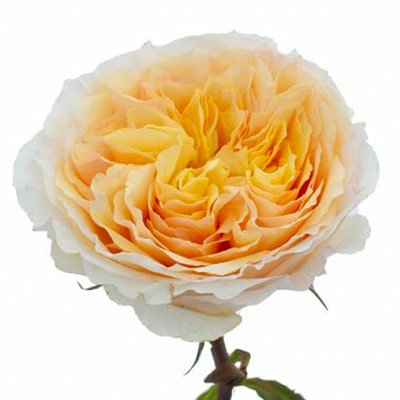 Rose Osiana - Product on Thursd