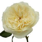 Flower Vision Southampton