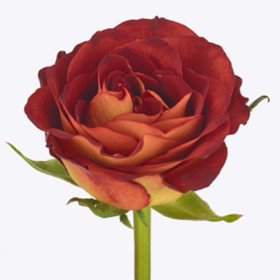 Black Tulip Group - Trader on Thursd