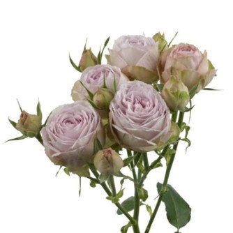 Spray Rose Silver Lace