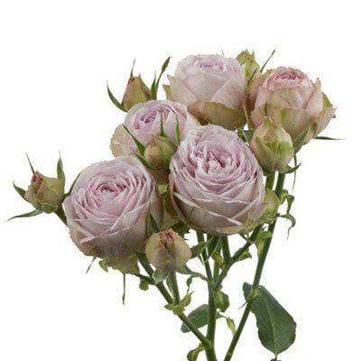 Interplant Roses BV - Breeder on Thursd