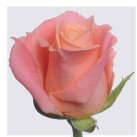 Subati Group - Grower featured on Thursd