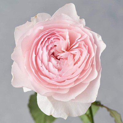 Rose Misaki | Product Featured on Thursd.com