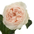 Wans Roses - Grower featured on Thursd