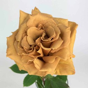 Rose Osiana - Product on Thursd