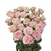 Rose Osiana - Thursd