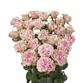 Rose Osiana - Product on Thursd