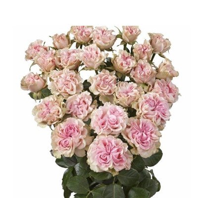 Rose Osiana - Product on Thursd