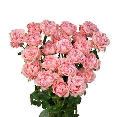 Spray Rose Chic Flow