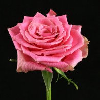 Rose Osiana - Product on Thursd