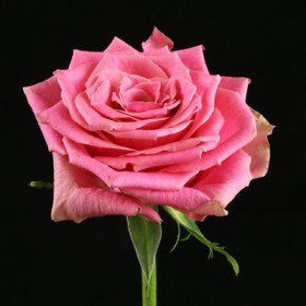 Rose Osiana - Product on Thursd