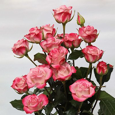 Red Lands Roses - Grower on Thursd