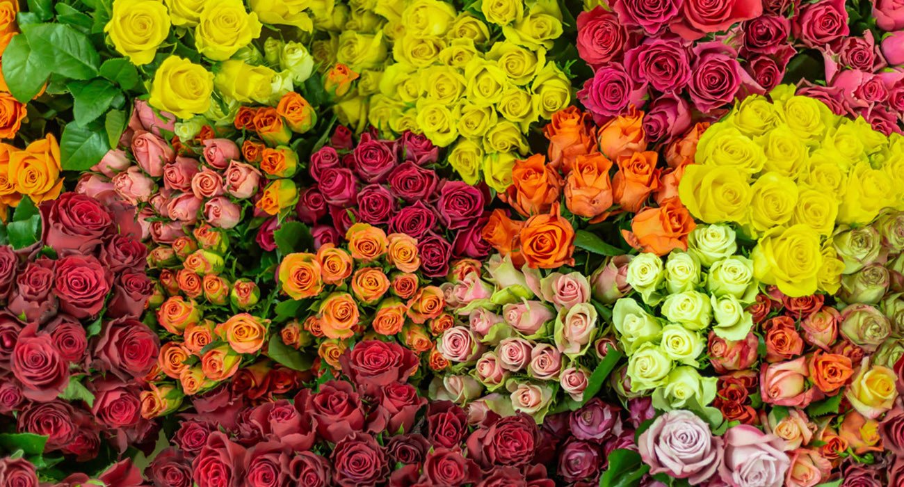 Everflora - Grower featured on Thursd