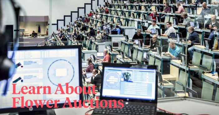 Flower Auction Royal FloraHolland Explained