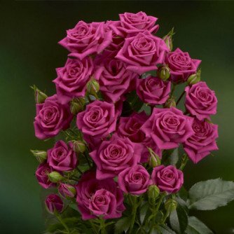 Spray Rose Pink Yo-Yo - Product on Thursd