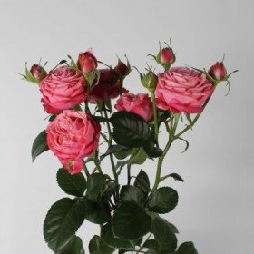 Interplant Roses BV - Breeder on Thursd