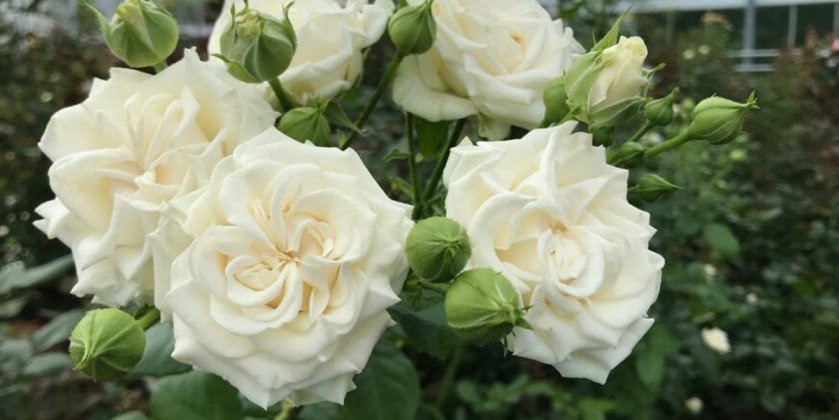 Spray Rose Ivory Flow