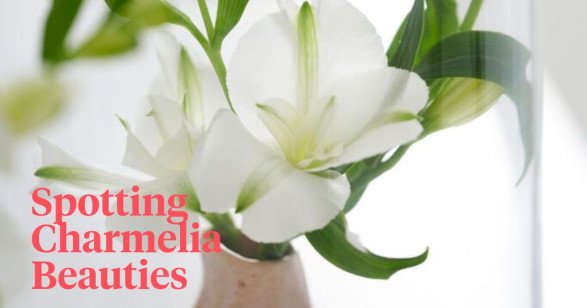 All Fingers Point to the Charm of Charmelia