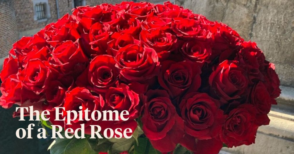 Pure and Truly Deep Red… Every Lady Deserves Ever Red Roses