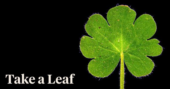 Brett Foxwell's Hypnotizing Falling Leaves In Stop Motion Short