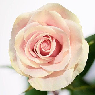 Rose Osiana - Product on Thursd