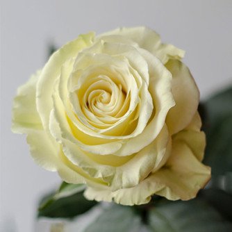 Rose Mondial | Product Featured on Thursd.com