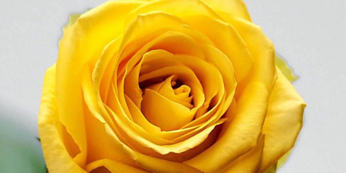 Rose Brighton | Product Featured on Thursd.com