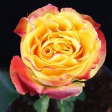 Rose Sunset X-Pression