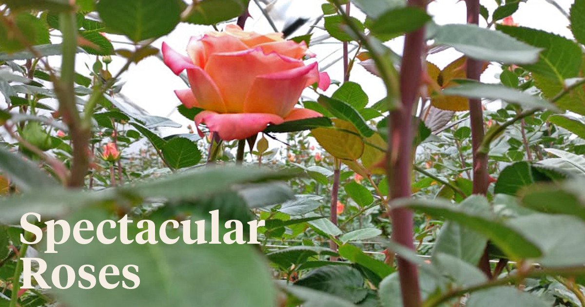 At EQR the 'Q' Stands for Quality