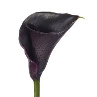Calla Captain Beretta