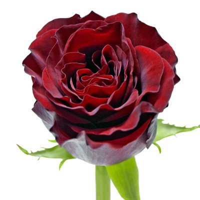 Rose Hearts® | Product on Thursd.com