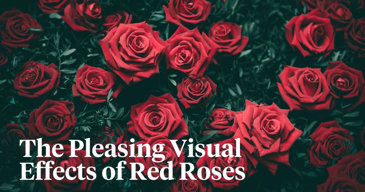 The Science Behind Red Roses: Mood, Mind, and Meaning