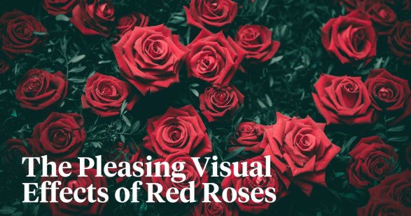 The Science Behind Red Roses: Mood, Mind, and Meaning