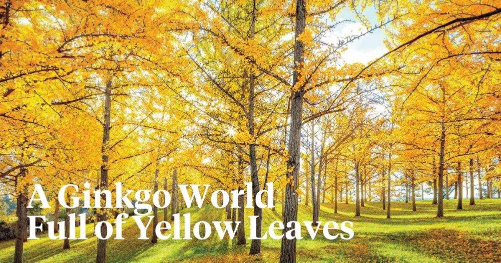 Ginkgo Tree Meaning and Its Ancient Symbolism Explained